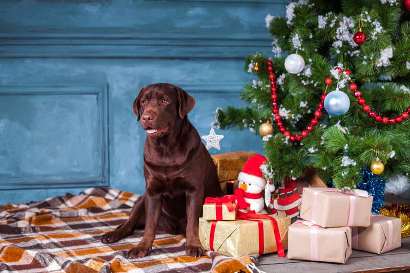 Los mejores regalos para tu perro este Black Friday 2020